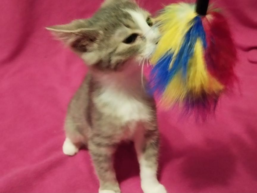 3-месячные котята в поисках дома