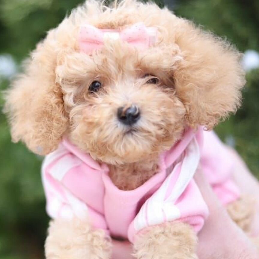 Мальтипу, щенок