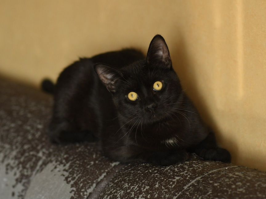 Кот в добрые руки