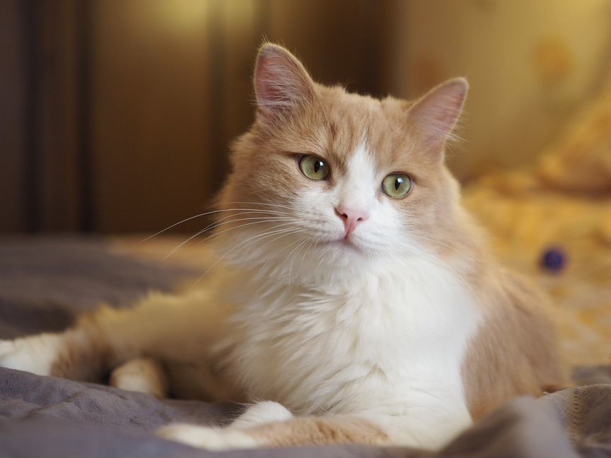 Кошка, 1 год, вакцинирована, стерилизована