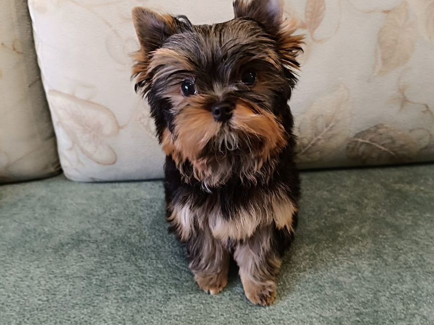 Йоркширский терьер щенки породные