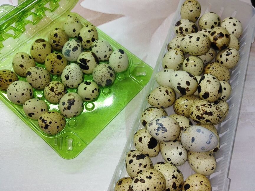 Перепелиное яйцо, инкубационное