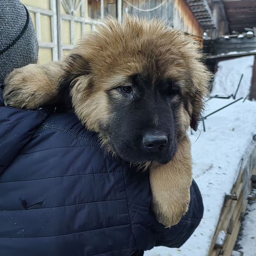 Продам щенков кавказской овчарки
