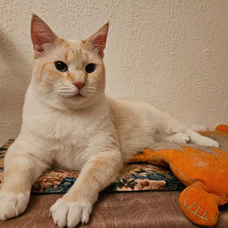 Кот Беляш ищет родителей