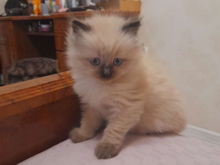 Сиамские котята ищут добрых хозяев