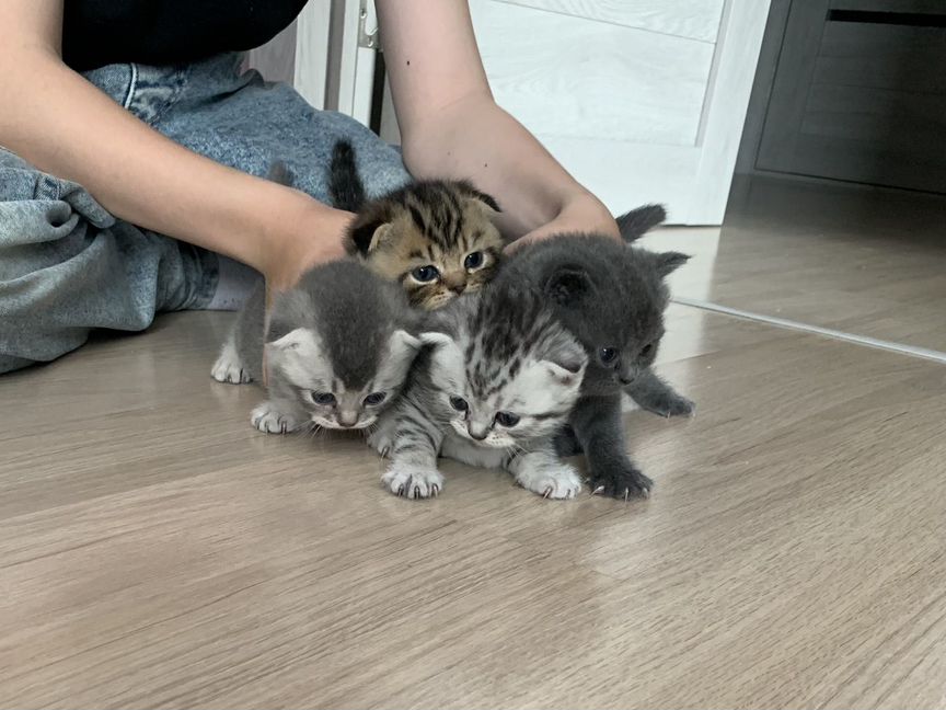 Котята к бронированию. Шотландцы