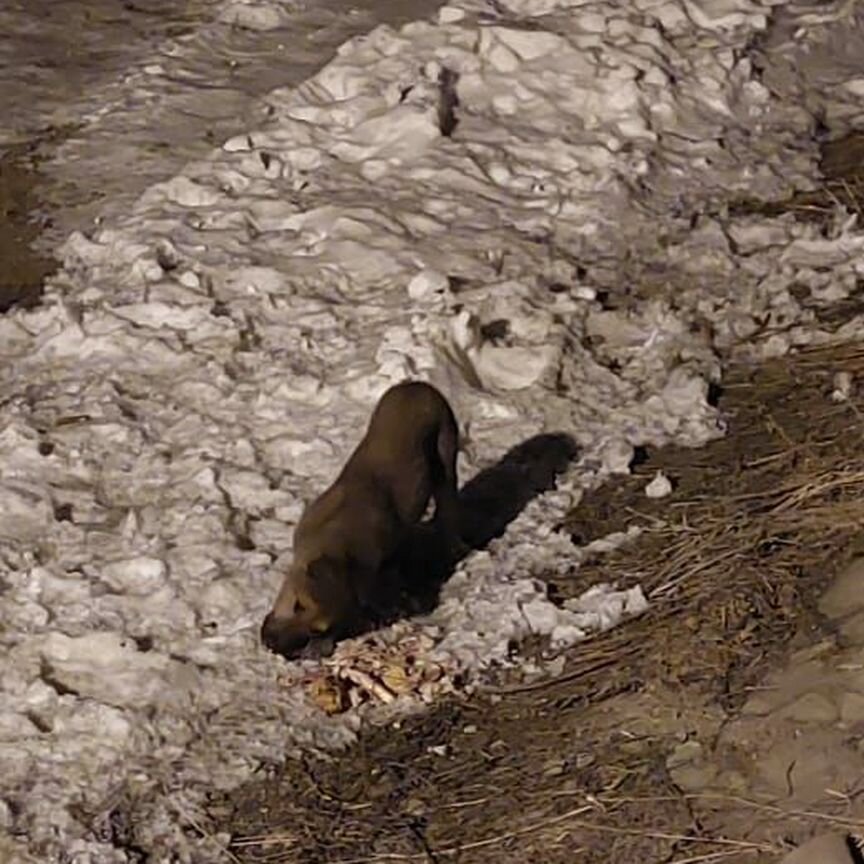 Щенок в добрые руки