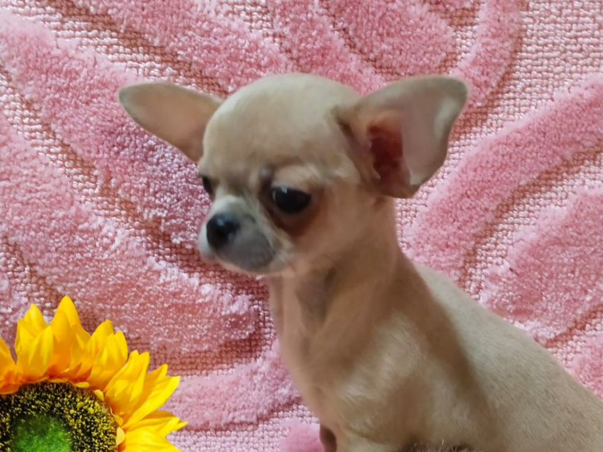 Мини мальчуган голубо палевый