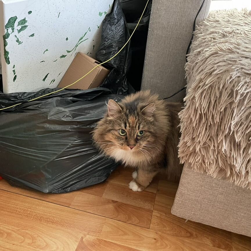 Кошечка Буся в добрые руки