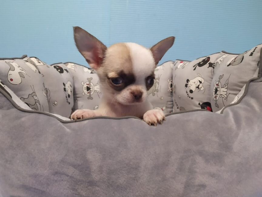 Чихуахуа щенок маленький мальчик Султан