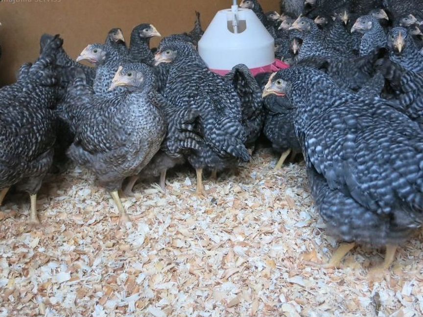 Куры несушки молодки Доминант Д104 110 дней