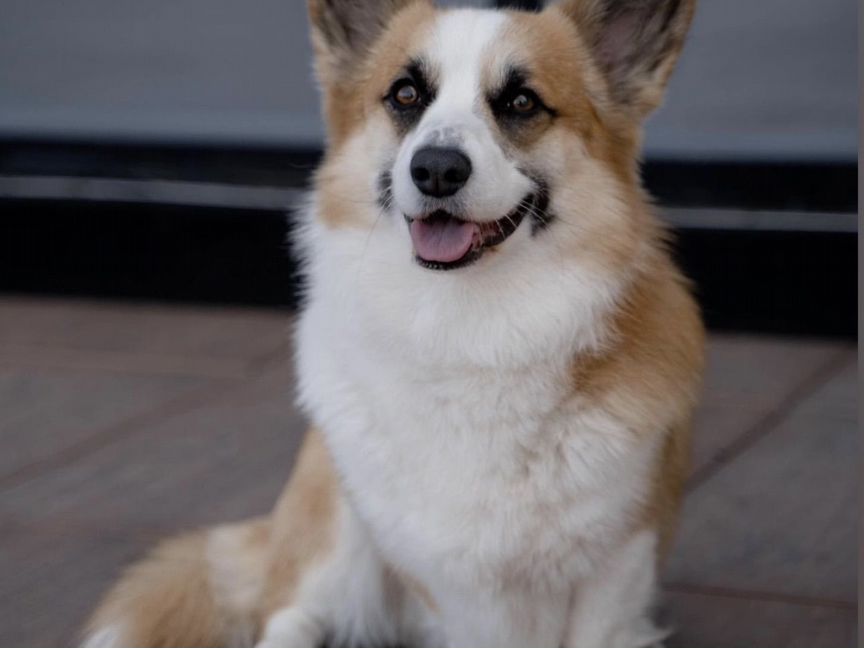 Вельш-корги пемброк вязка