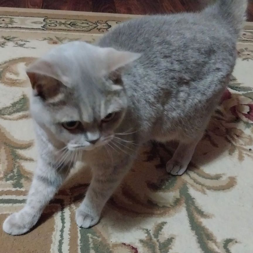 Британская короткошёрстная, взрослая кошка