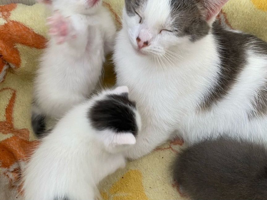 Котята в добрые руки даром