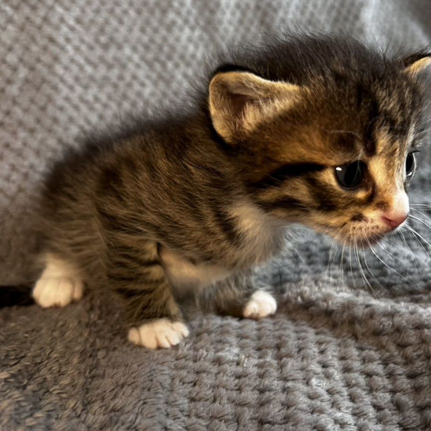 Котёнок в добрые руки