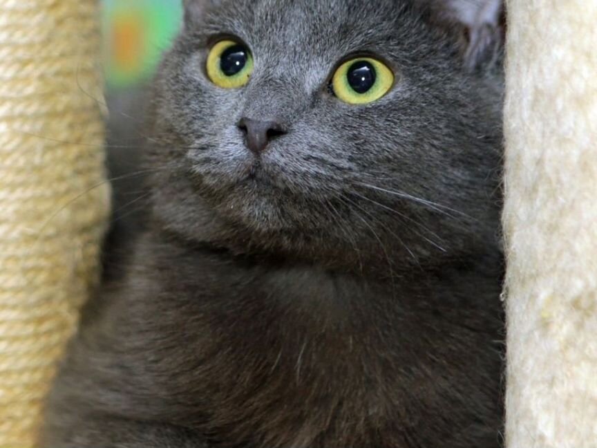 Кошка