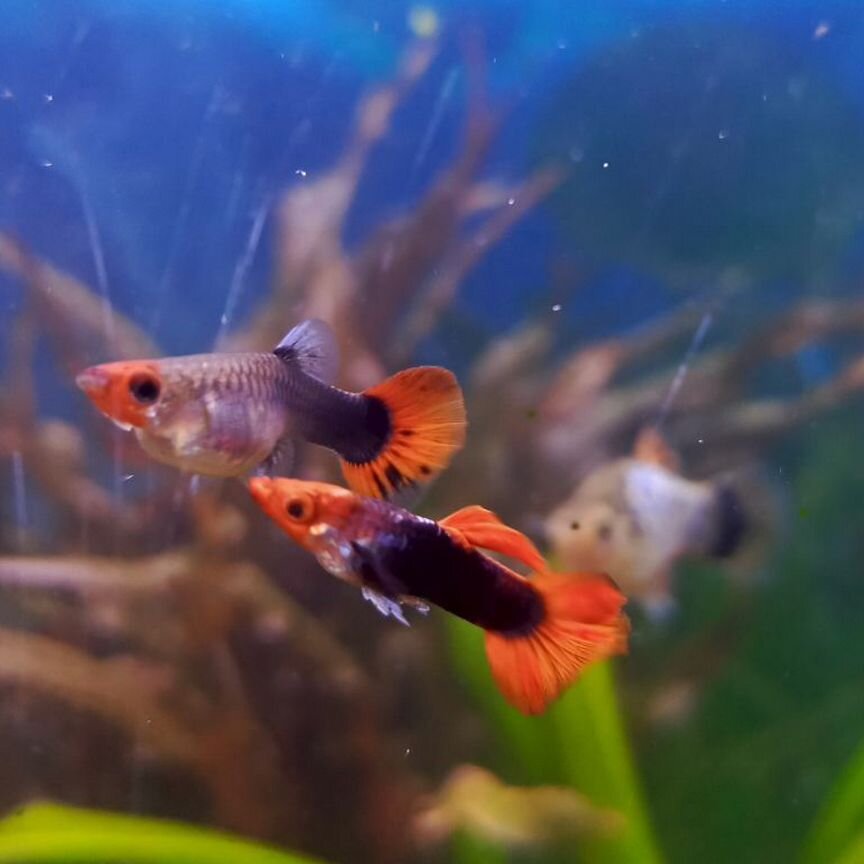 Гуппи Пецилии