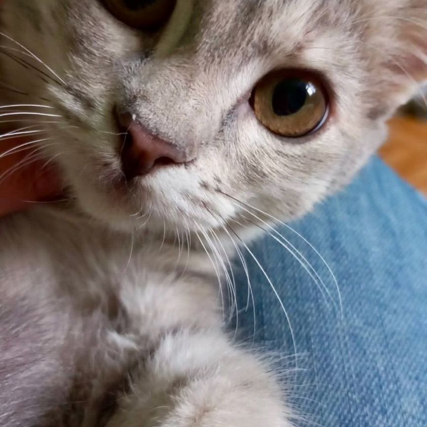 Скромная серебристая лапочка Полли