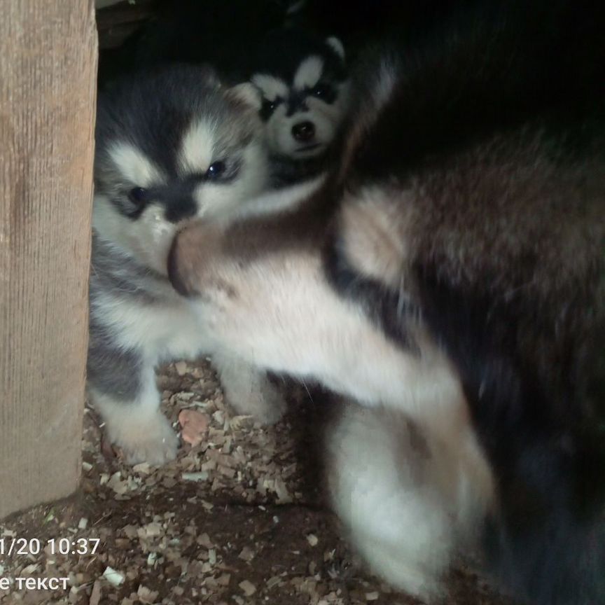 Аляскинский маламут, щенок