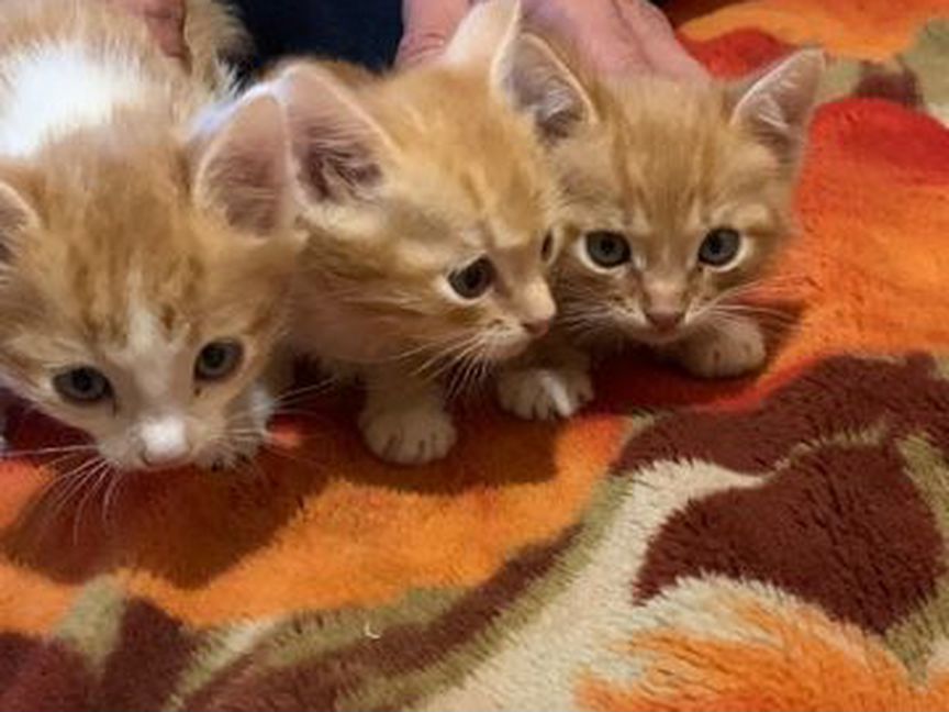 Котята в добрые руки приучены к лотку