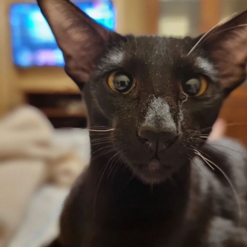 Ориентальные котята