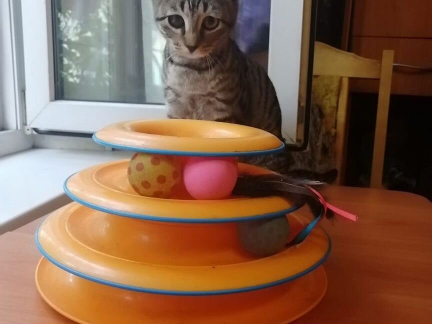 Котенок девочка 6 мес