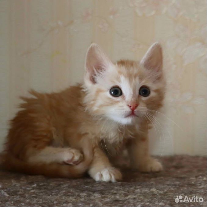 Рыжик 1,5 месяца