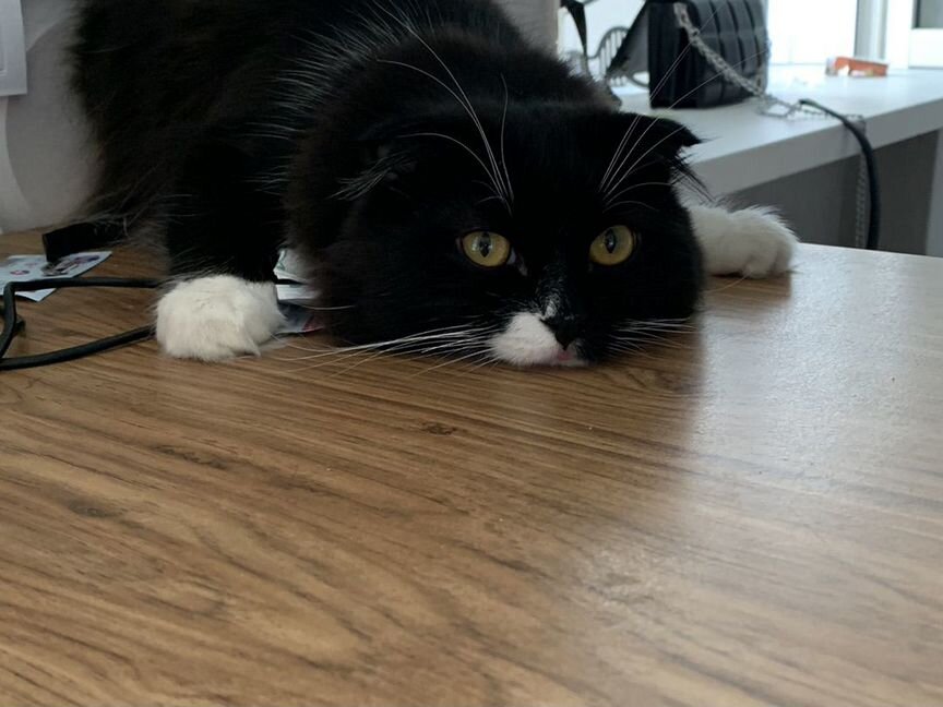 Кошка и кот