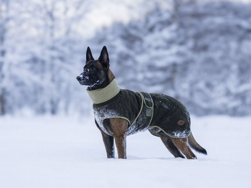 Попона Bravehound