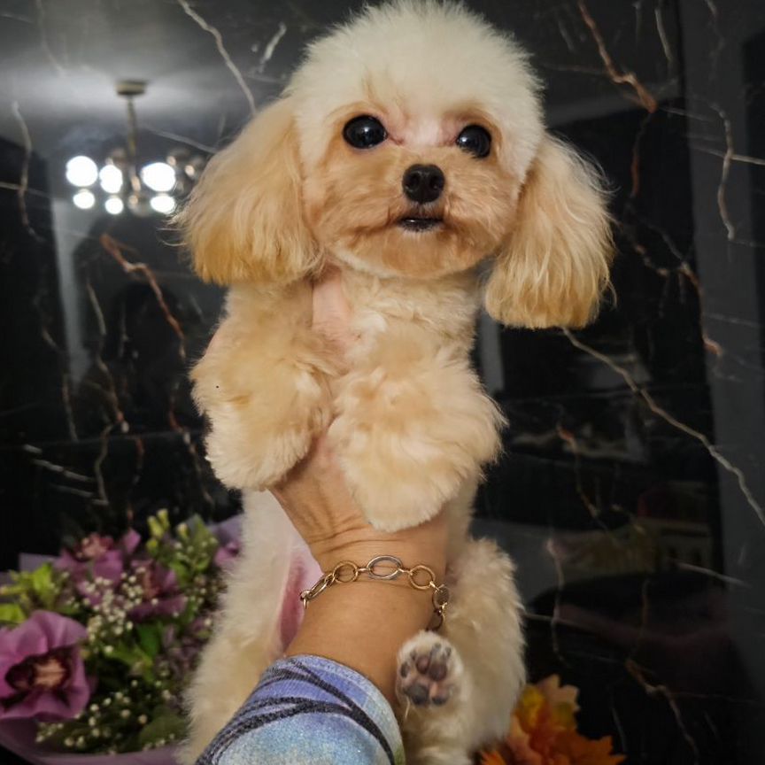 Мальтипу, щенок