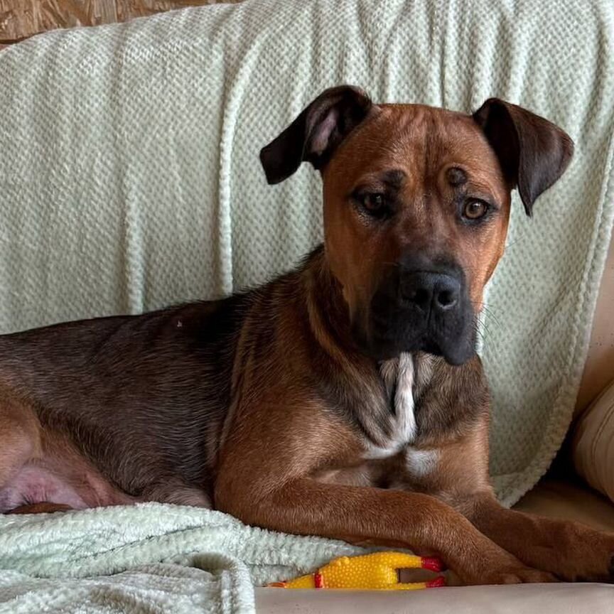 Взрослая собака в добрые руки