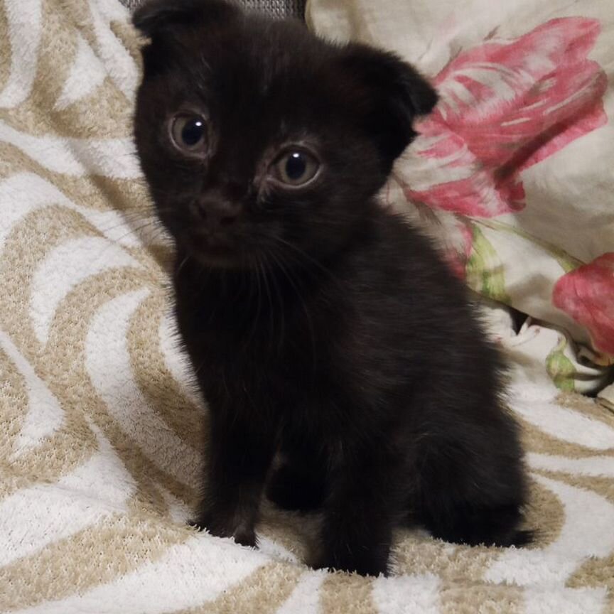 Вислоухие котята