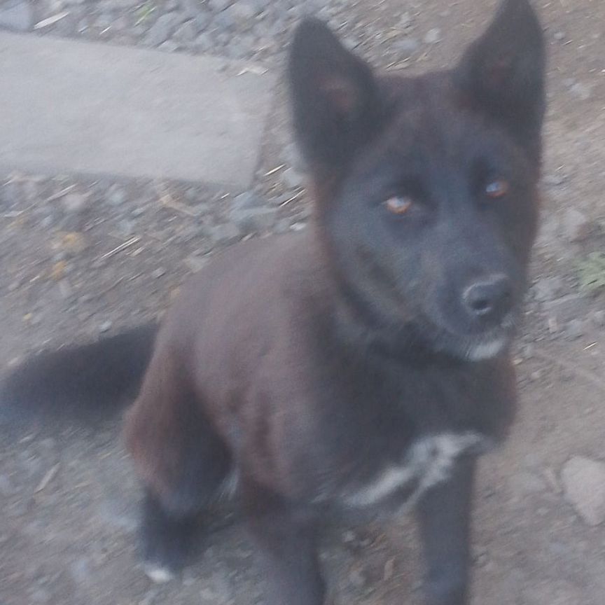 Восточно европейская лайка, отдам