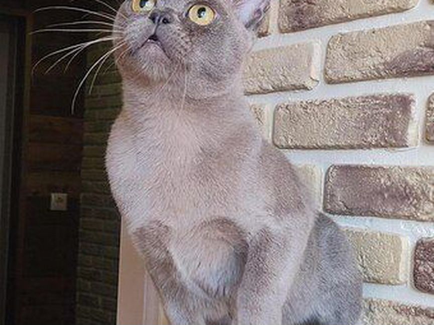 Бурманский кот