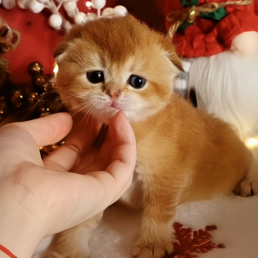 Шотландский вислоухий короткошёрстный котёнок