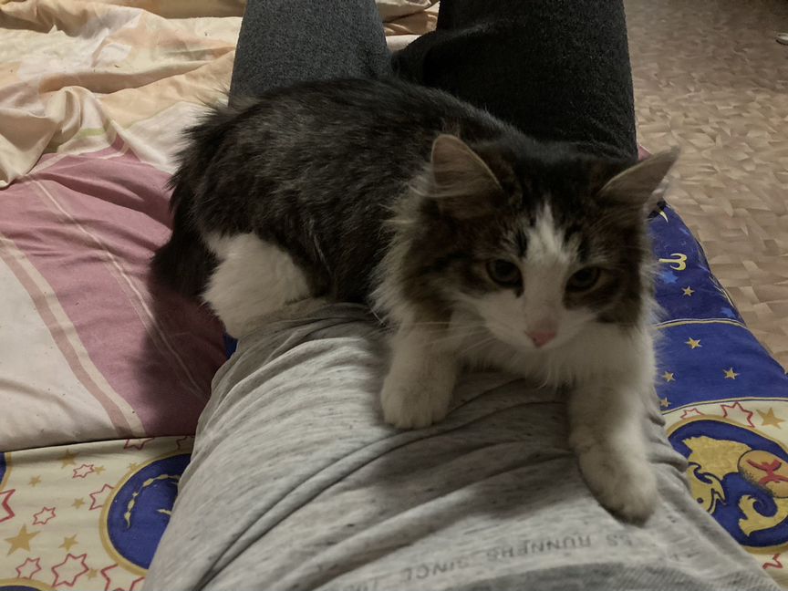 Нашел кошку, чья потеряша