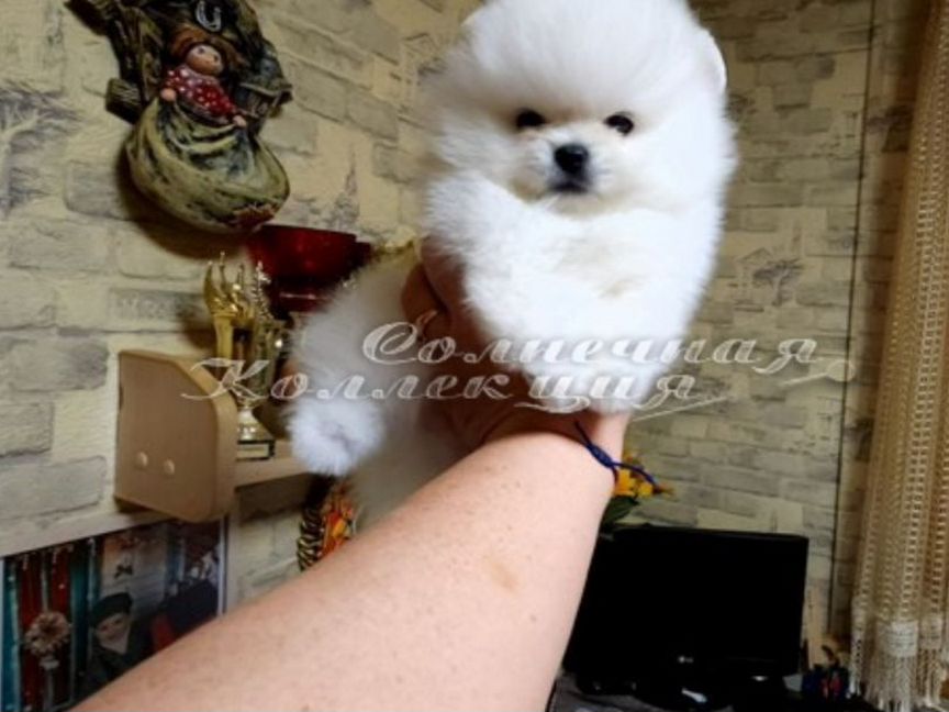 Шпиц померанский оптически белый РКФ айс крем