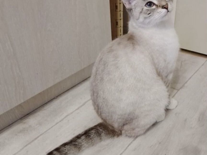 Кошка