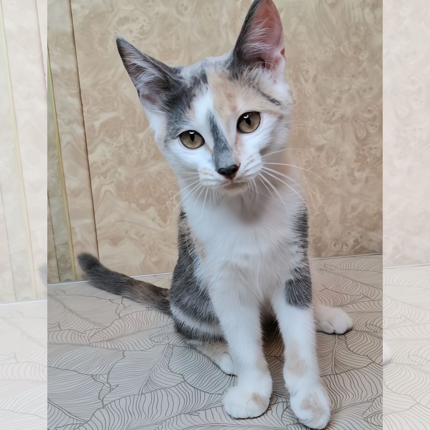 Котёнок в добрые руки