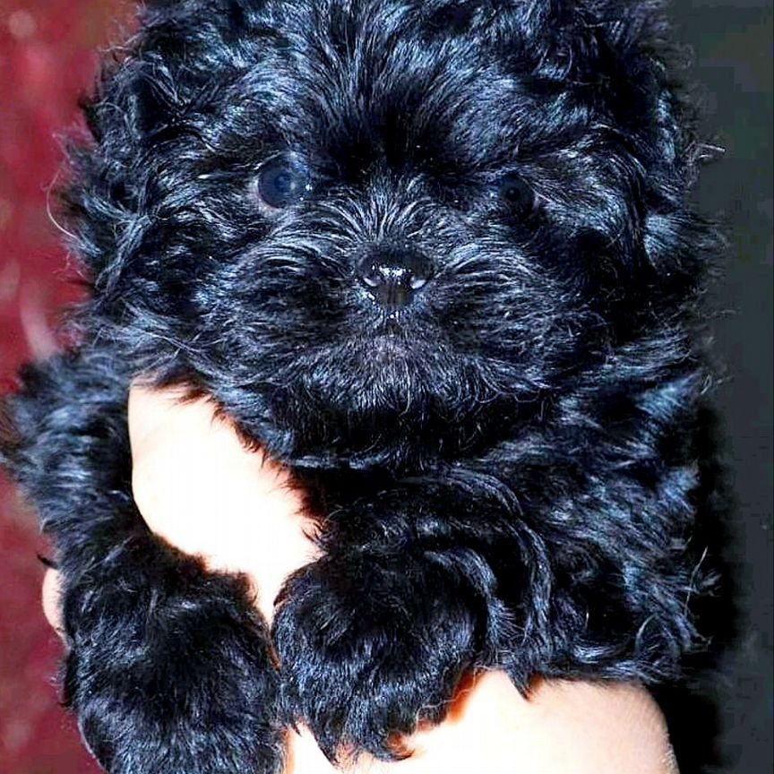 Малыш Мальтипу