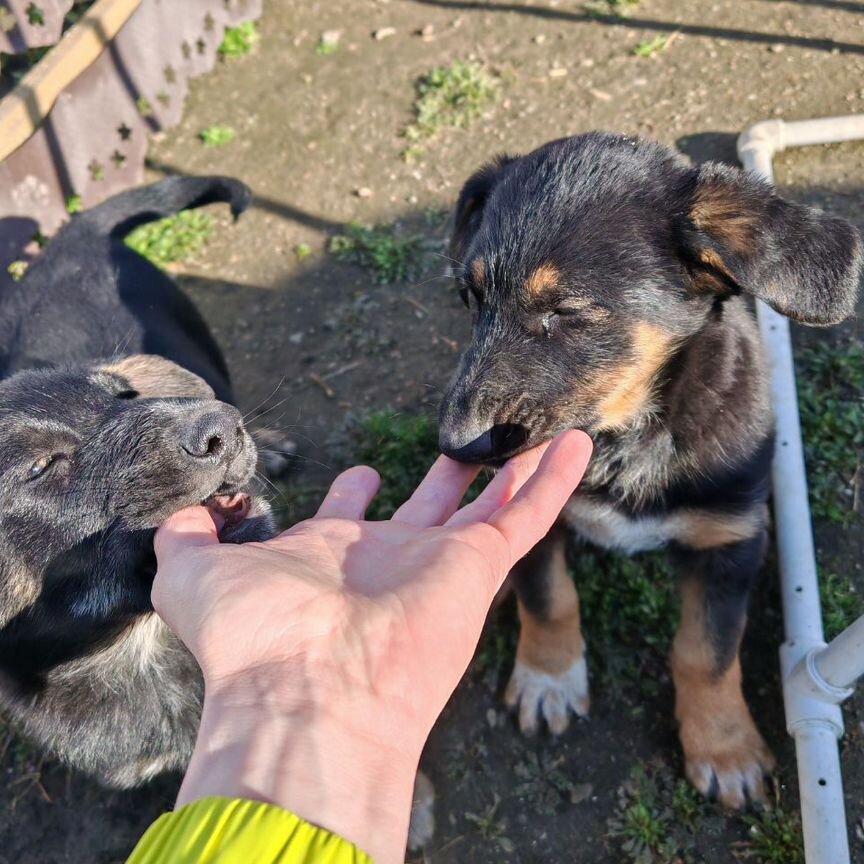 Щенок в добрые руки