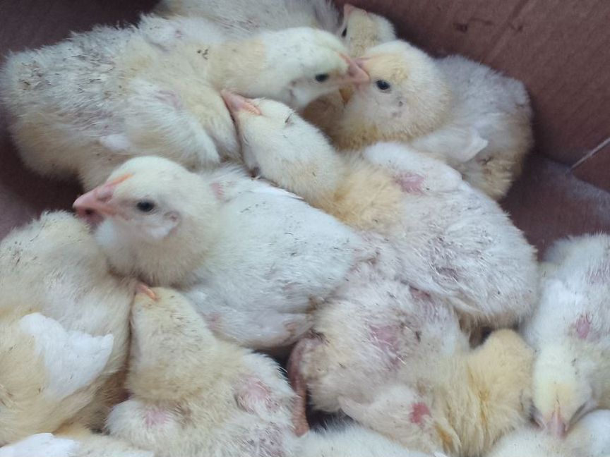 Бройлер Кобб 500