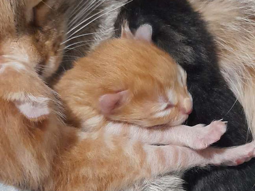 Котята от домашней кошки