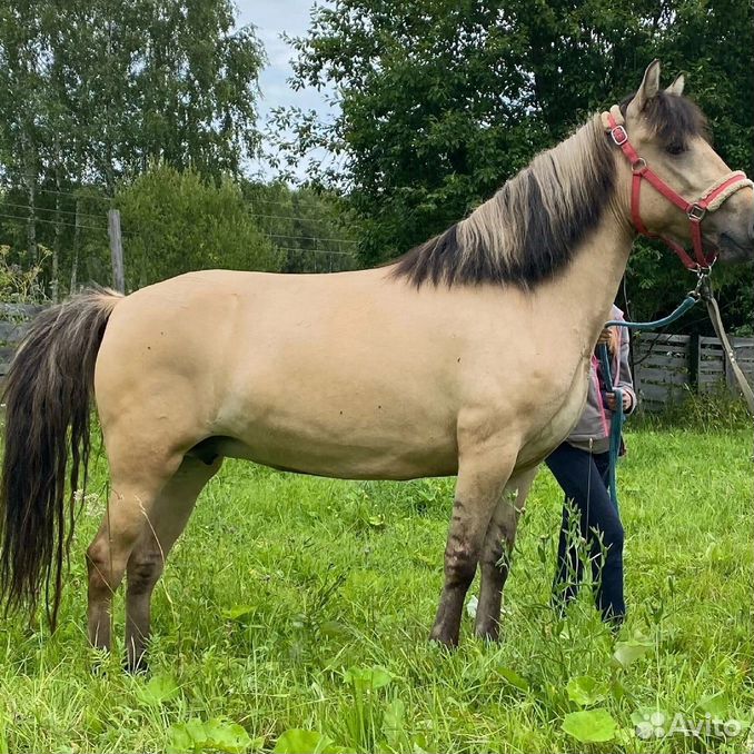 Кобыла под детей, 5 лет, 144вх