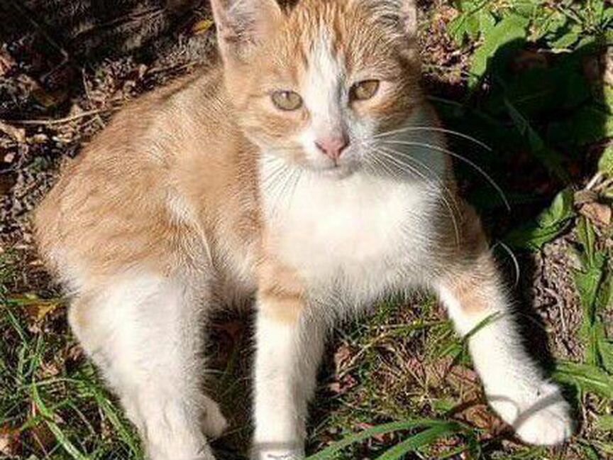 Шанс забрать из санатория ручного рыжика, домой