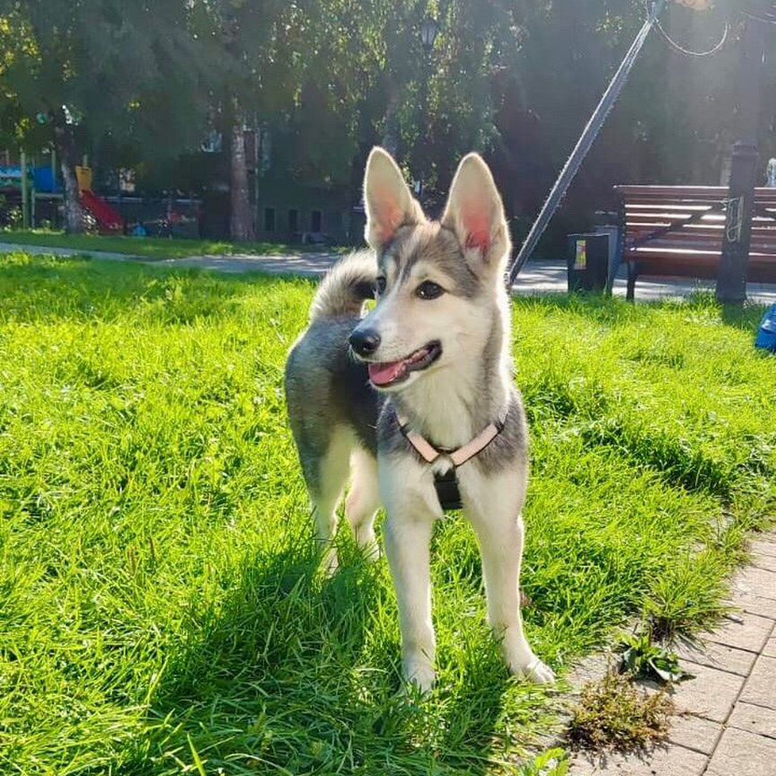 Шикарная девчушка Дейзи ищет семью