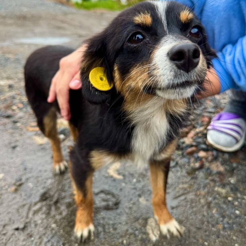 Взрослая собака в добрые руки