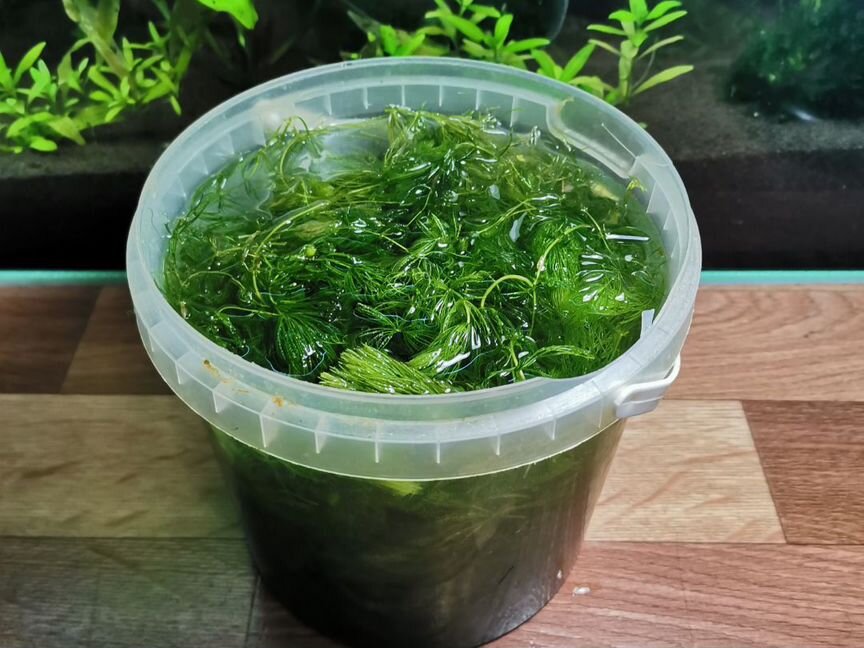 Роголистник в аквариум