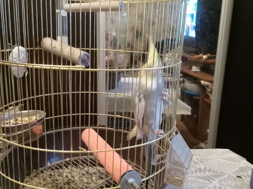 Попугай карела мальчик 8 месецев с клеткой