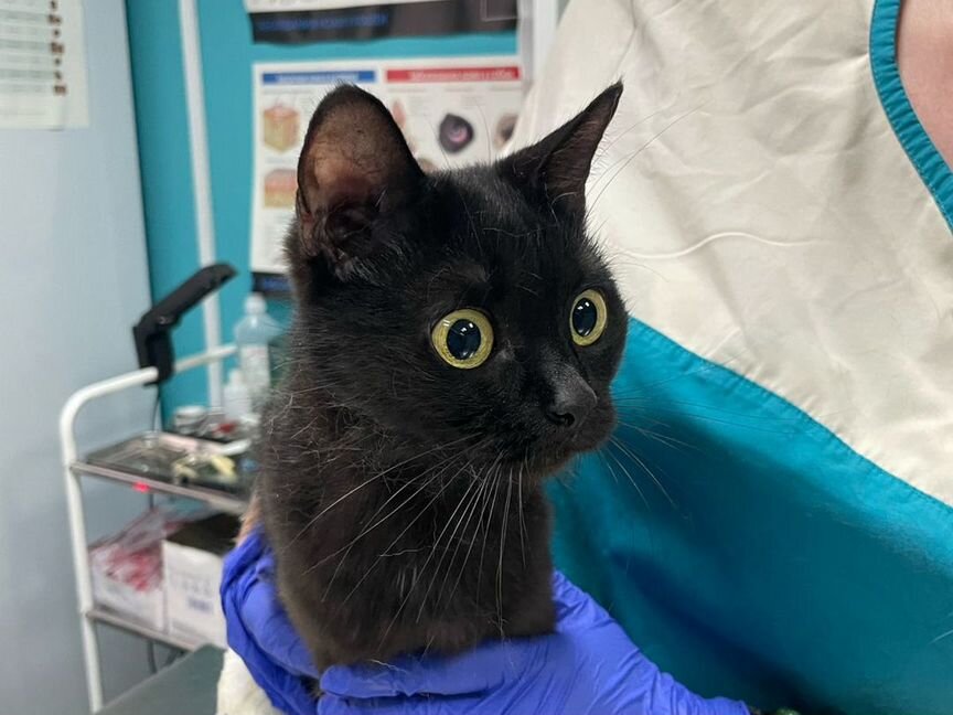 Котам нужен дом